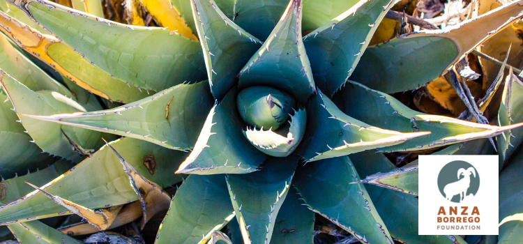 Fall Flower Bloom, New Big Horn Sheep Guzzlers Installed, Land Updates ...