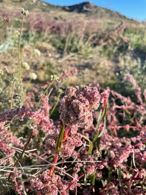 Fall Flower Bloom, New Big Horn Sheep Guzzlers Installed, Land Updates ...