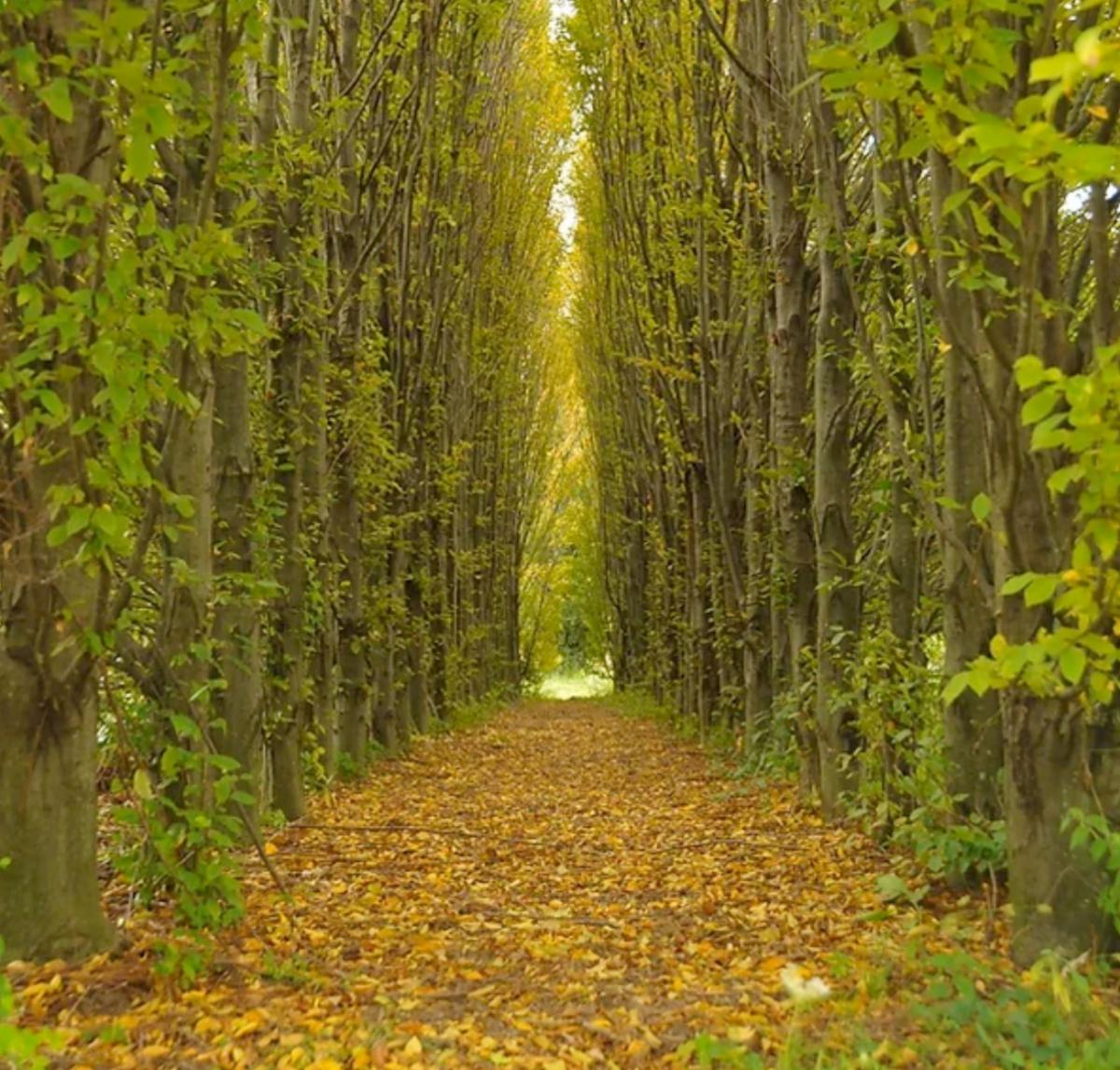 Master Liu is coming to Indiana!