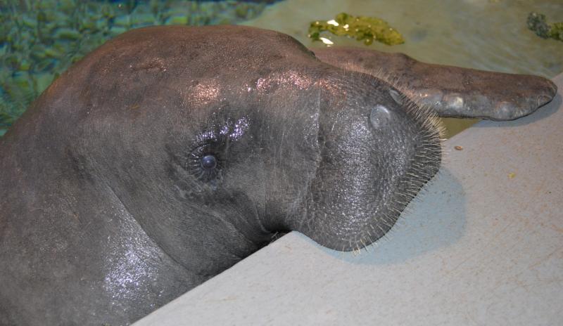 South Florida Museum Mourns the Death of Snooty, the World’s Oldest ...