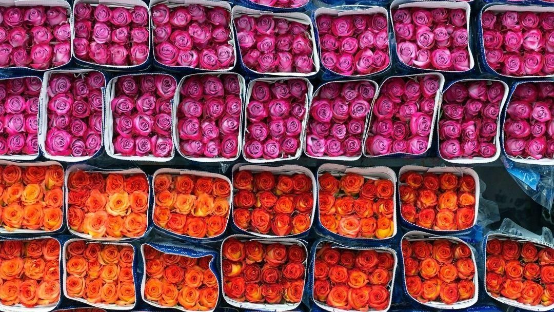 Updated: OHIGAN around the corner!