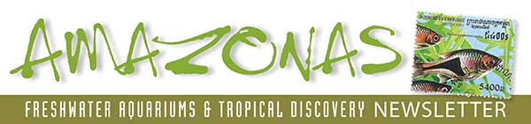 Ninja Betta Beauties and Video of Fish Collection Foray into a Florida ...