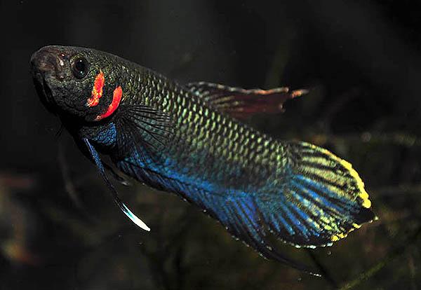 Ninja Betta Beauties and Video of Fish Collection Foray into a Florida ...