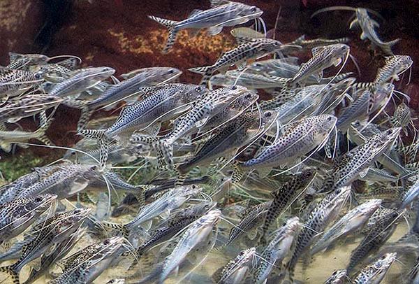 New Species for Fish Geeks, Shedd Photo Tour and Holiday Gift Ideas