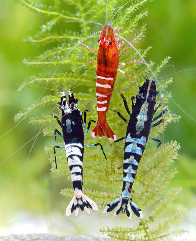 Ninja Betta Beauties and Video of Fish Collection Foray into a Florida ...