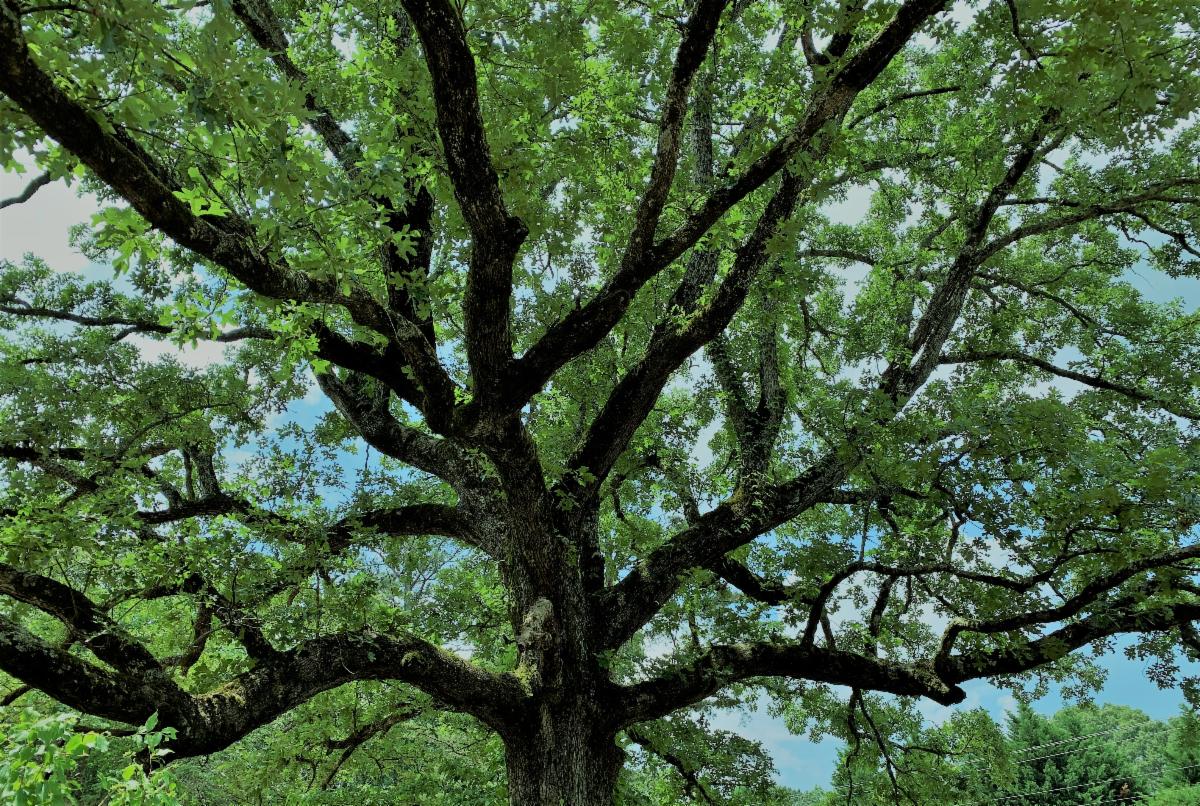 Community invited to celebrate Arbor Day, trees at Milton City Park and ...