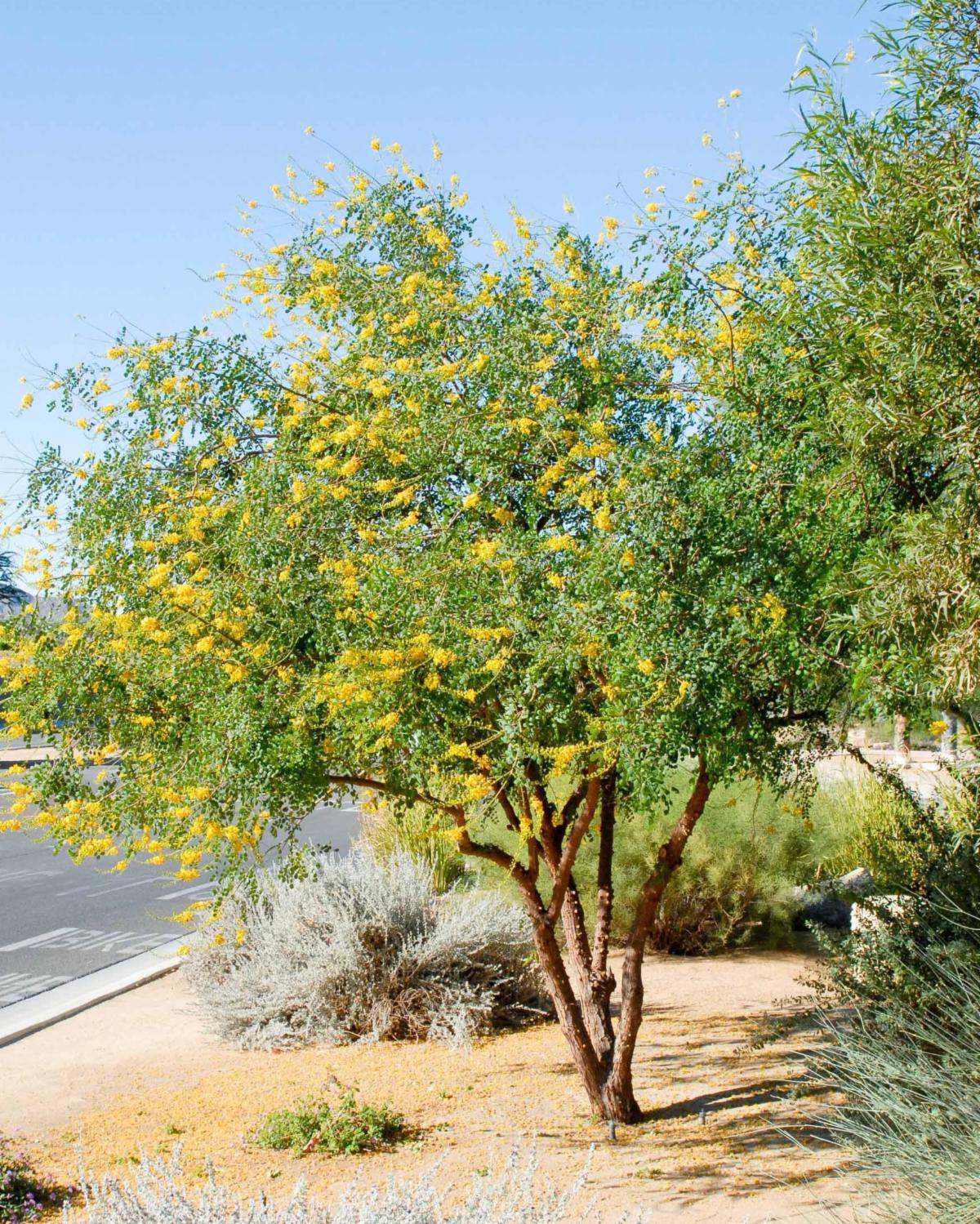 The Sands Newsletter - April 2023