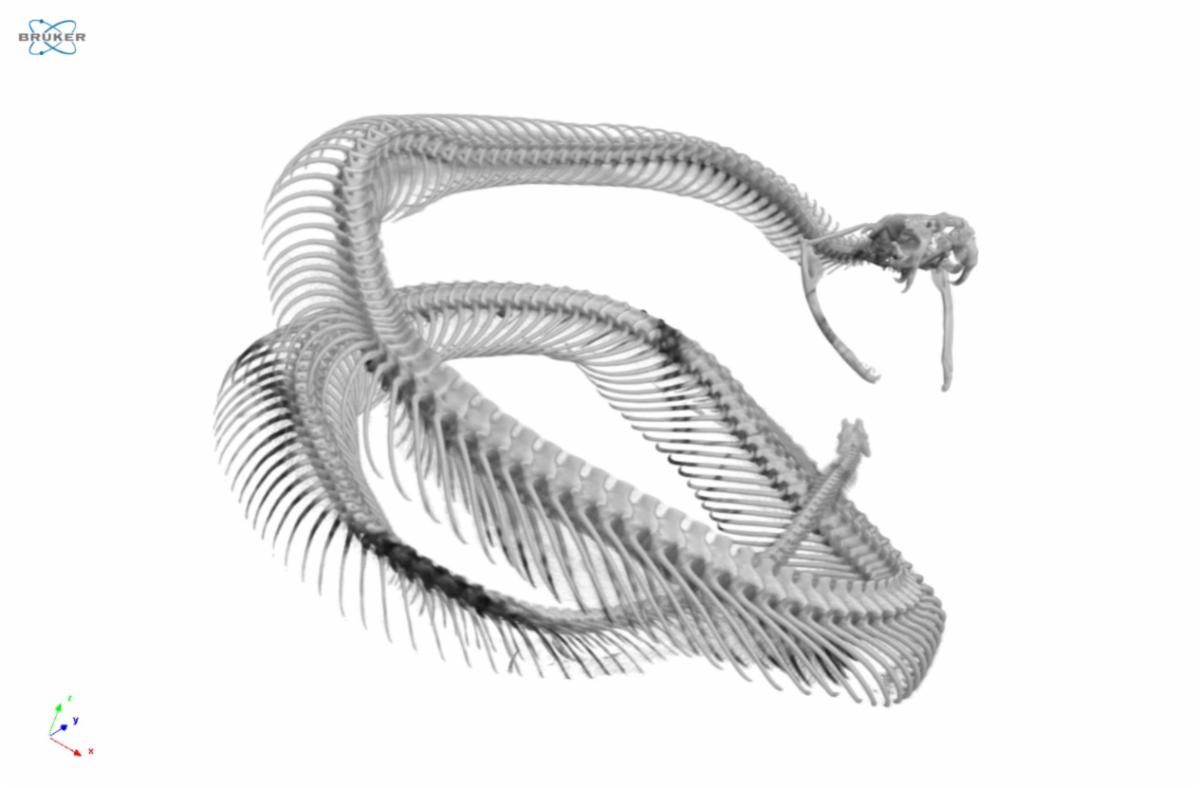 Applications of X-Ray Microscopy for Snake Studies