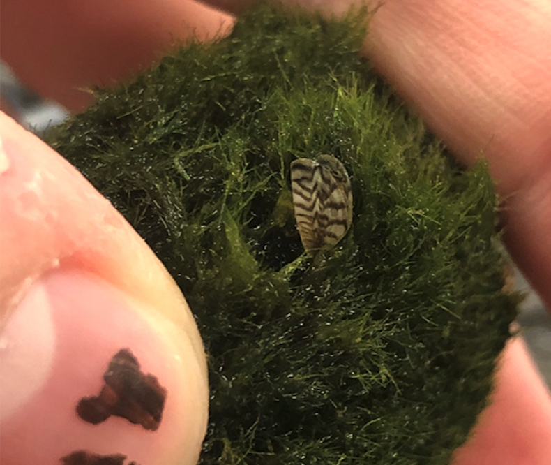 Invasive Mussels in Contaminated Moss Balls – The Sylvan Lake Watershed ...