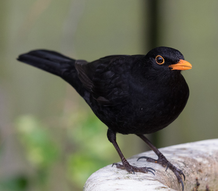 WOW! Markets Newsletter: Success in Your Writing Game