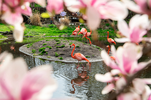 Springtime wildlife adventures at the Bronx Zoo