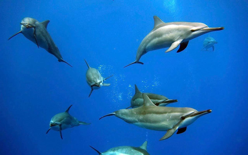 FUTURISTIC COMMUNICATIONS WITH DOLPHINS AND WHALES futuristic-communications-with-dolphins-and-whales