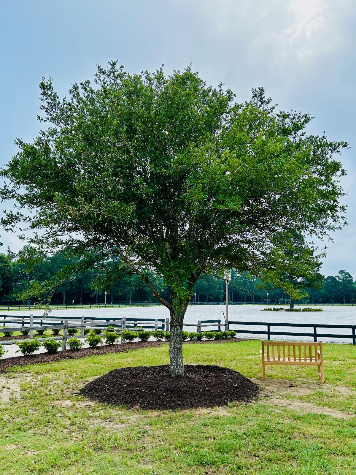 The trees have arrived