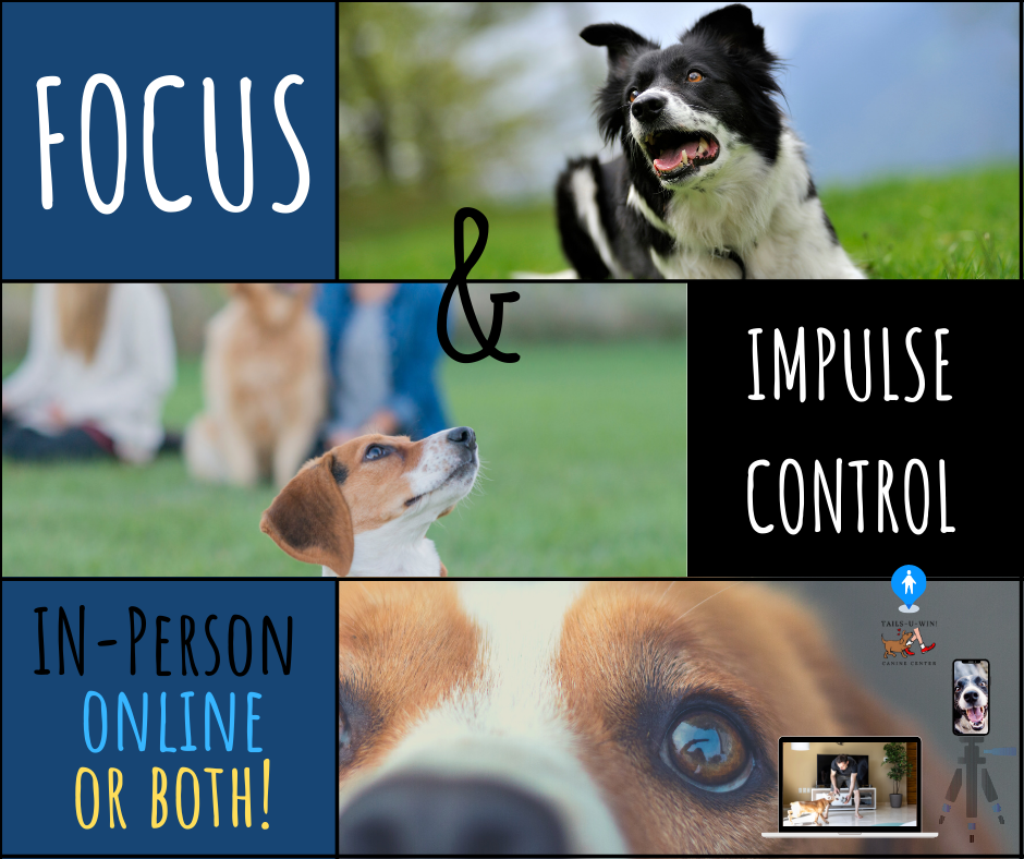 Does your dog need focus and impulse control? NEW Agility Beginner and ...