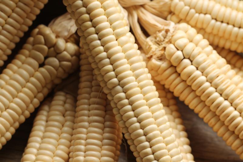 Explore the Roots of Haudenosaunee Culture in September