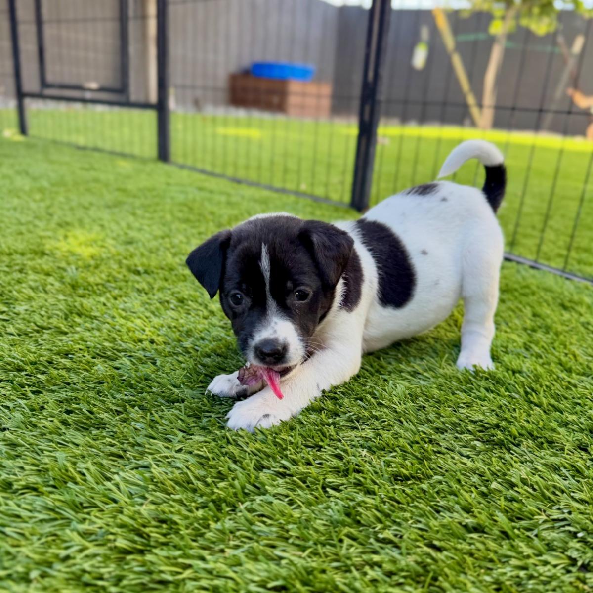 SPECIAL PAW PRINT EDITION: PUPPY POP-UP