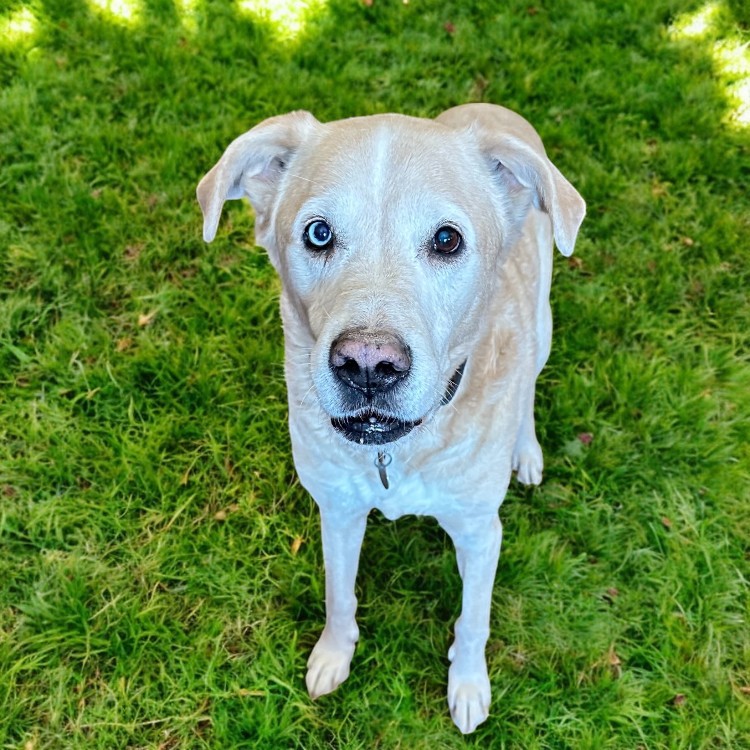 Paw Print - March 28, 2025