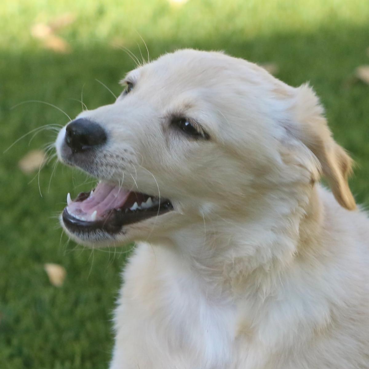 SPECIAL PAW PRINT EDITION: PUPPY POP-UPS June 21st