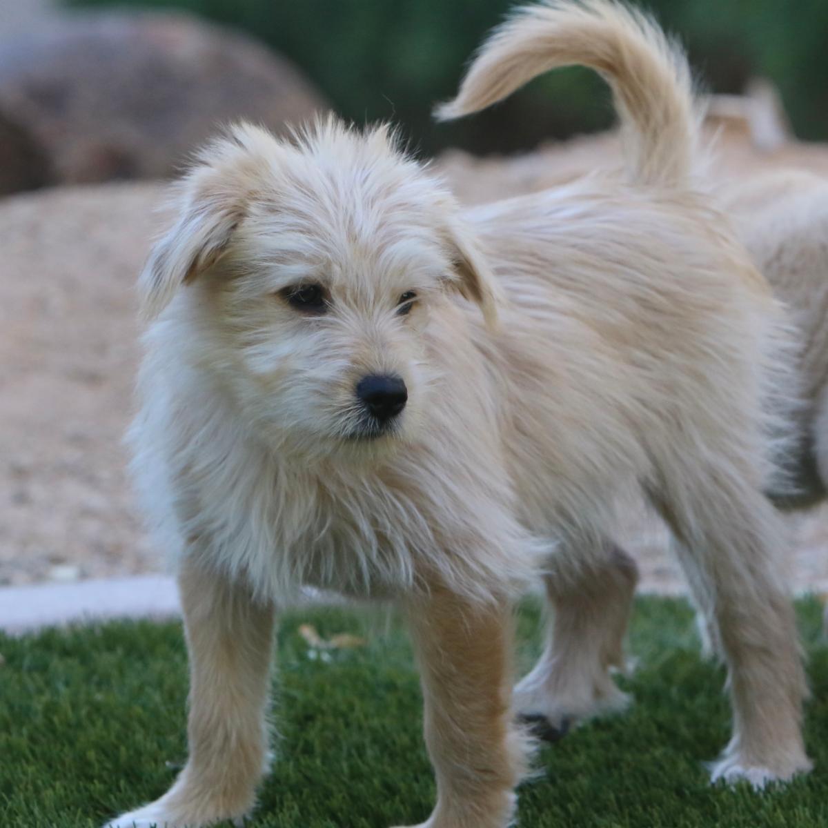 SPECIAL PAW PRINT EDITION: PUPPY POP-UPS June 21st