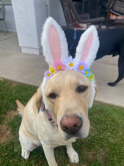 Paw Print - March 29, 2024