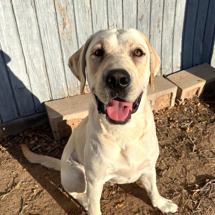 Paw Print - December 05, 2023