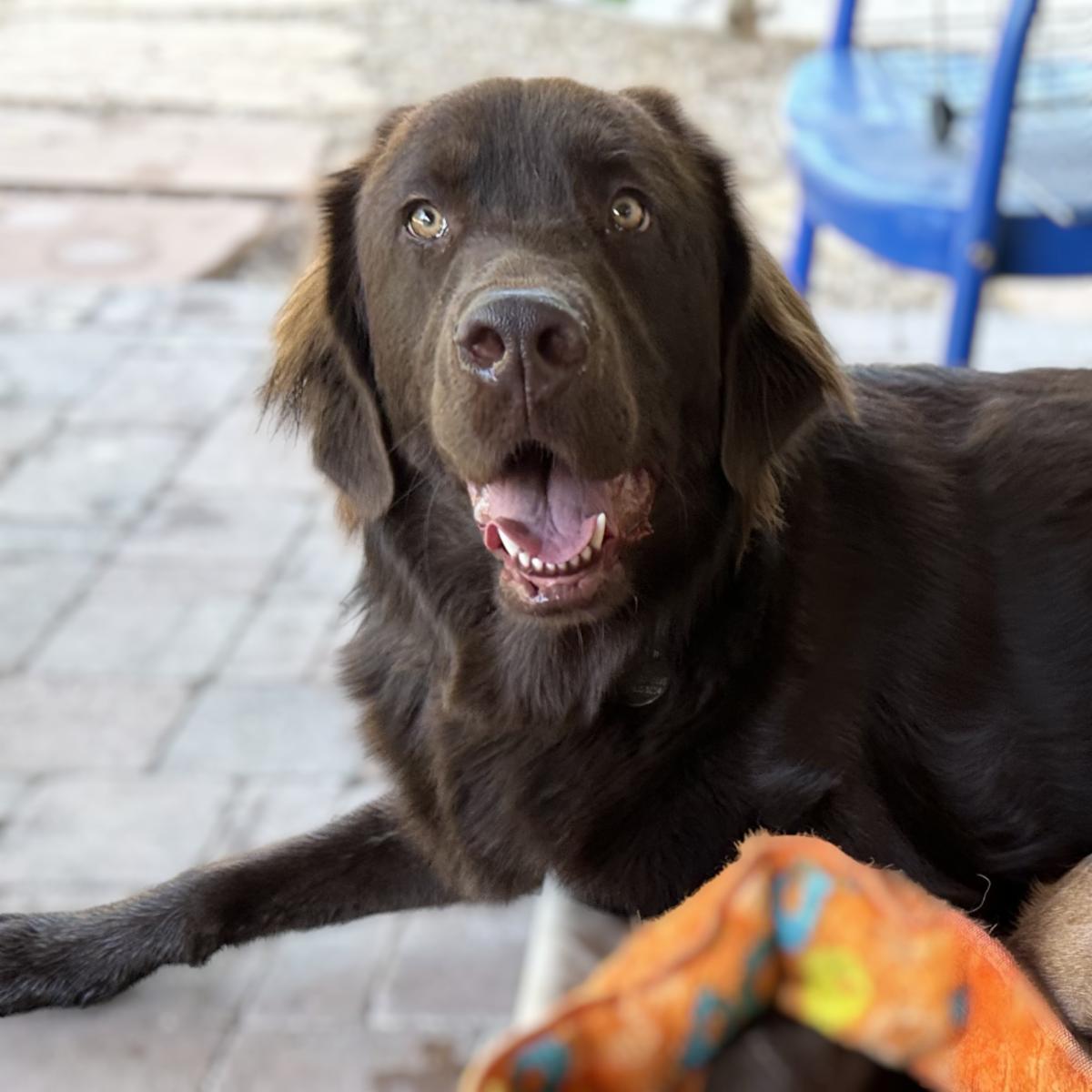 Paw Print - July 16, 2024