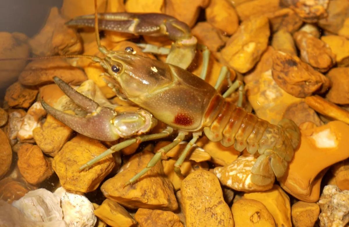 Early Summer Maine Lakes News