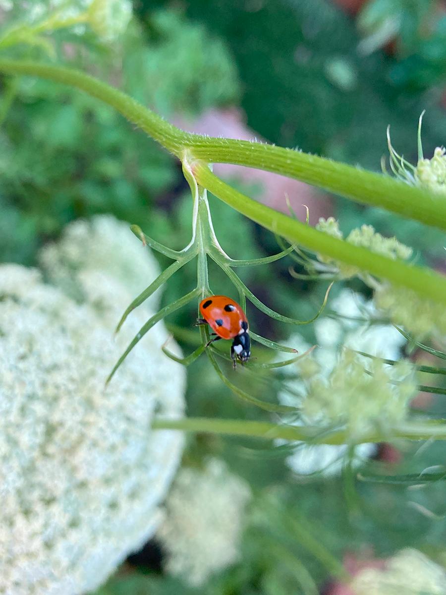The 7 Best Native Plants for PNW Gardens
