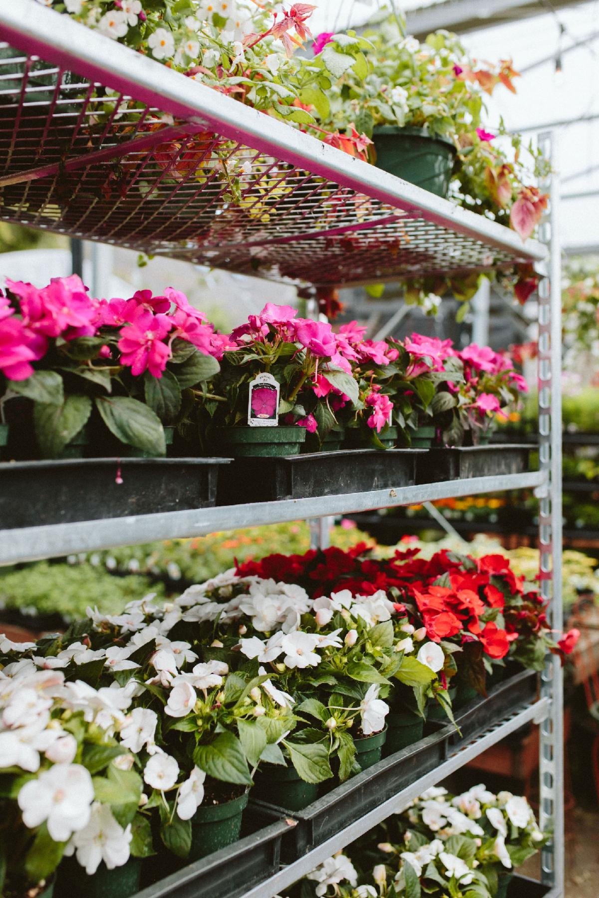 Unbeatable Selection, Beautiful Weather—LET'S GARDEN!!! 🌞🌷🌼🌿