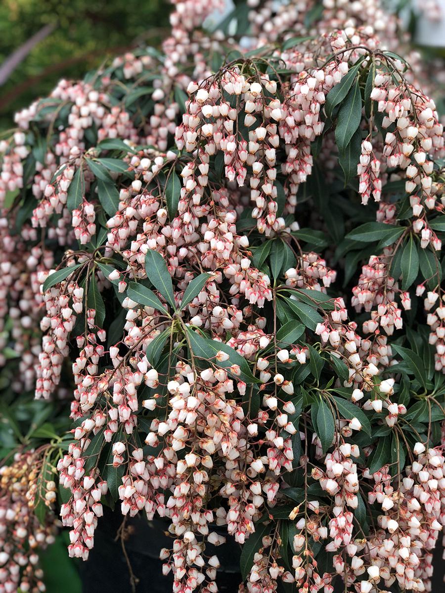 Classic Flowering Shrubs for a Modern Garden 🏵️