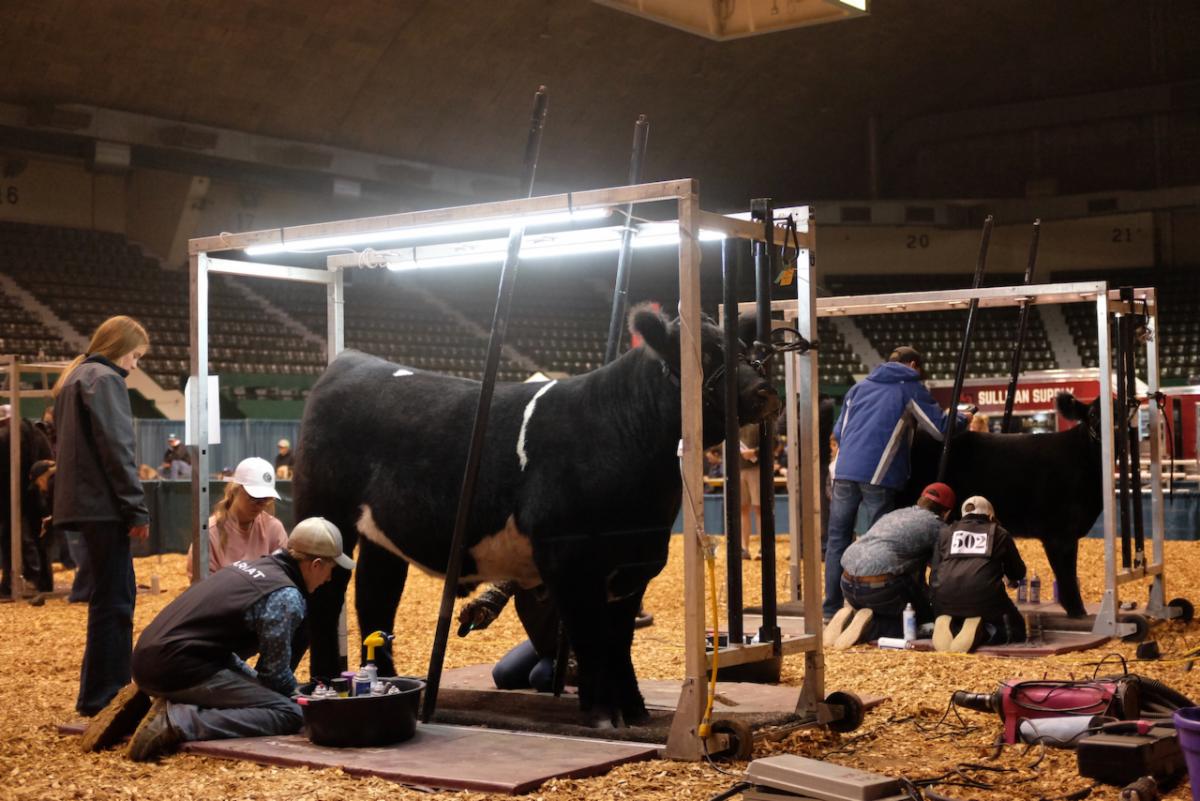 Sign up for Minnesota Beef Expo junior activities now!