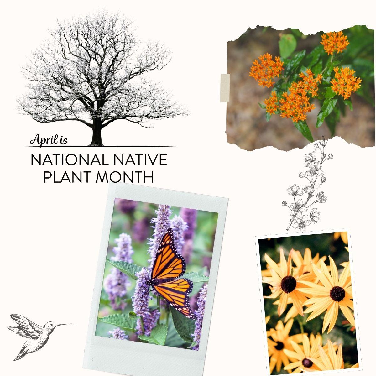 Northern Gardener E-news