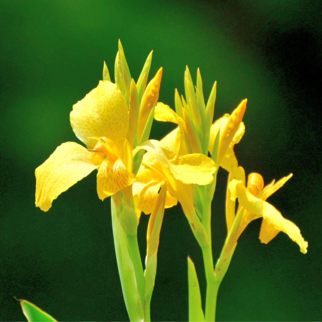 Northern Gardener™ E-news