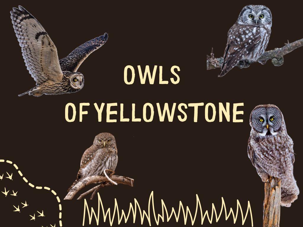 Whooo Wants to Learn About Owls? Join Us!