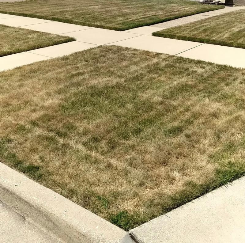 🚨⚠️ Turf Alert! - Summer Lawn Stress And Grub Prevention!