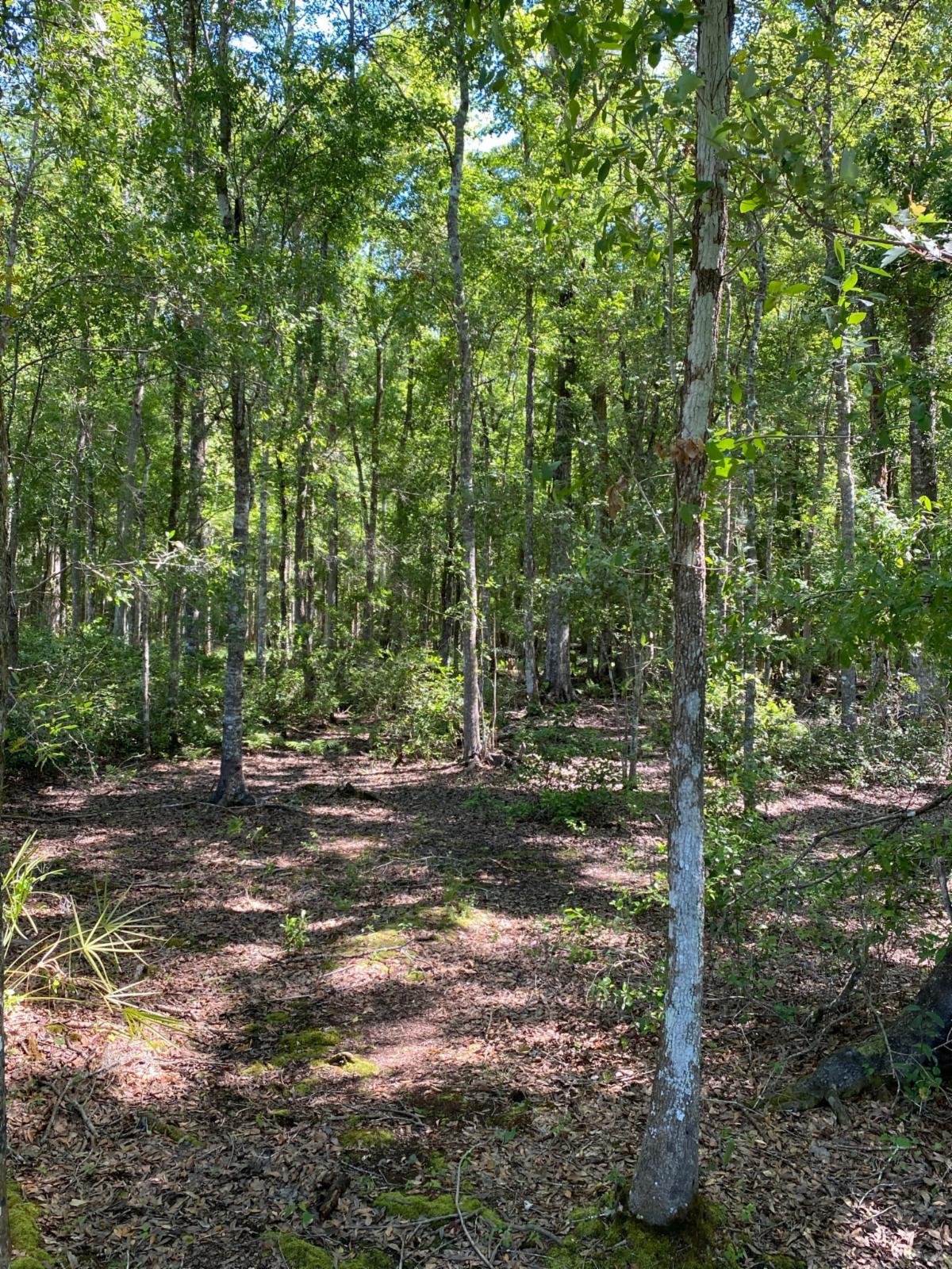 Hunting/Timber Tract-168 Acres