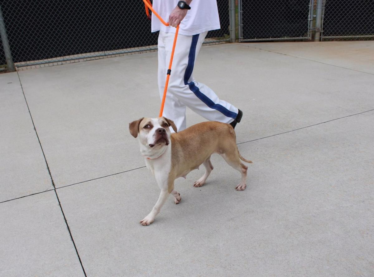 April Fleamail - Sweet Beagle with snake bite gets new lease on life ...