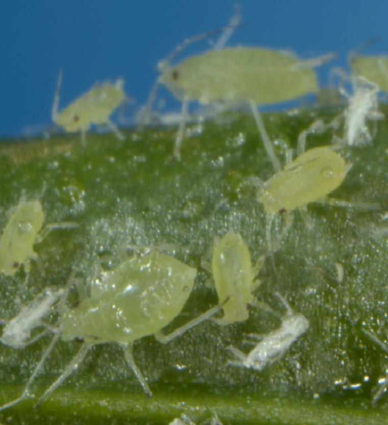 Protect from Whitefly, Thrips and Spider Mites with BioBee