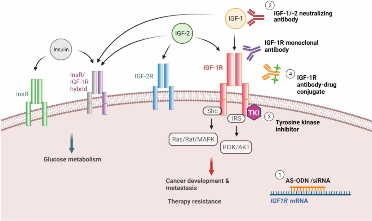 IGF-IR, a potential target for clinical therapeutic drug