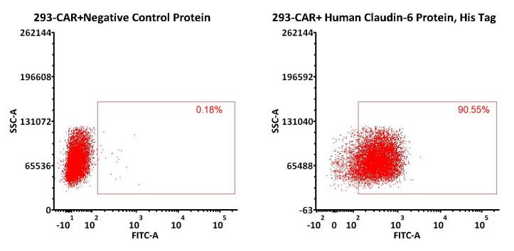Multi-pass Transmembrane Proteins – your next CAR-T target protein?