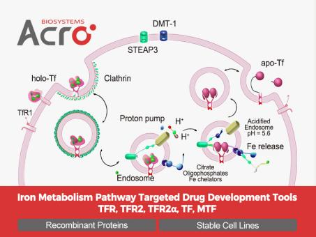 Cambridge Uncovers New Role of Transferrin R in Cancer and ...