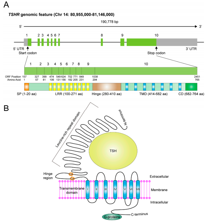 Full-length TSHR Facilitates Thyroid-related Drug Development