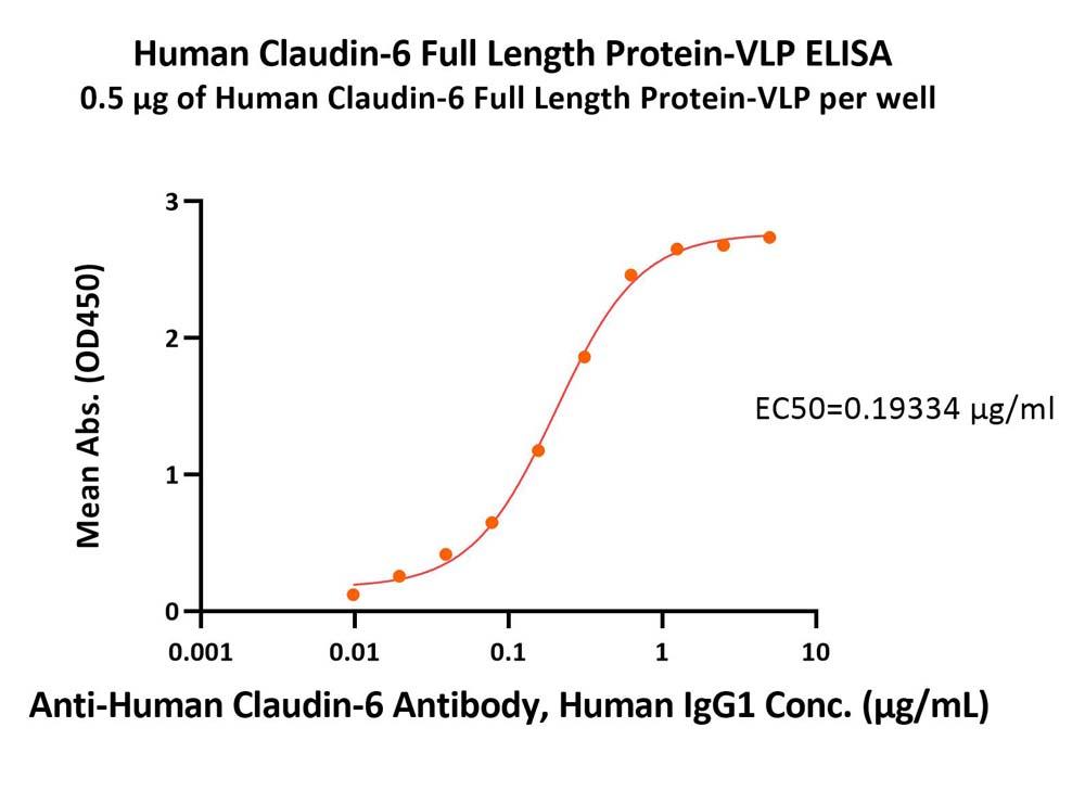Inspiring Target: Breakthroughs of targeting Claudin 6 in mAb, bsAb ...