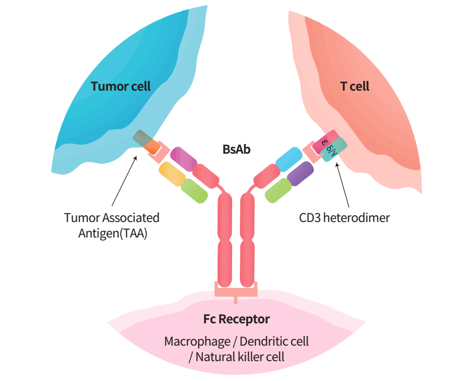 [Acro Biosystems] 다양하고 고품질인 CD3 Protein 제품들을 만나보세요!! > BRIC