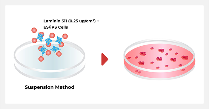 High Quality Laminin Protein Supports Clinical iPSC Banking