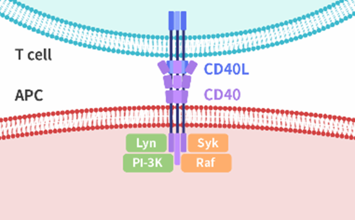 Key Immune Regulatory Pathways and Their Roles in Autoimmune Diseases