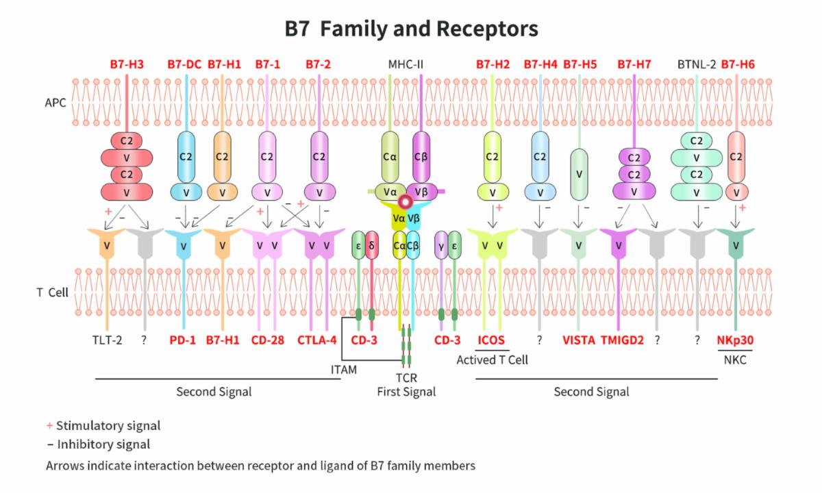 Protein, Beads, and Kits of Immune Checkpoints that accelerate your ...