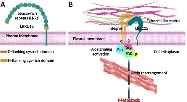 Hot & New Products from ACROBiosystems