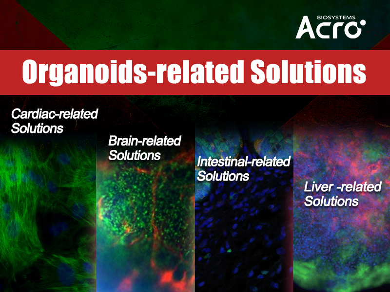 CD3 & CD20: Accelerating Bispecific Antibody Drug Development