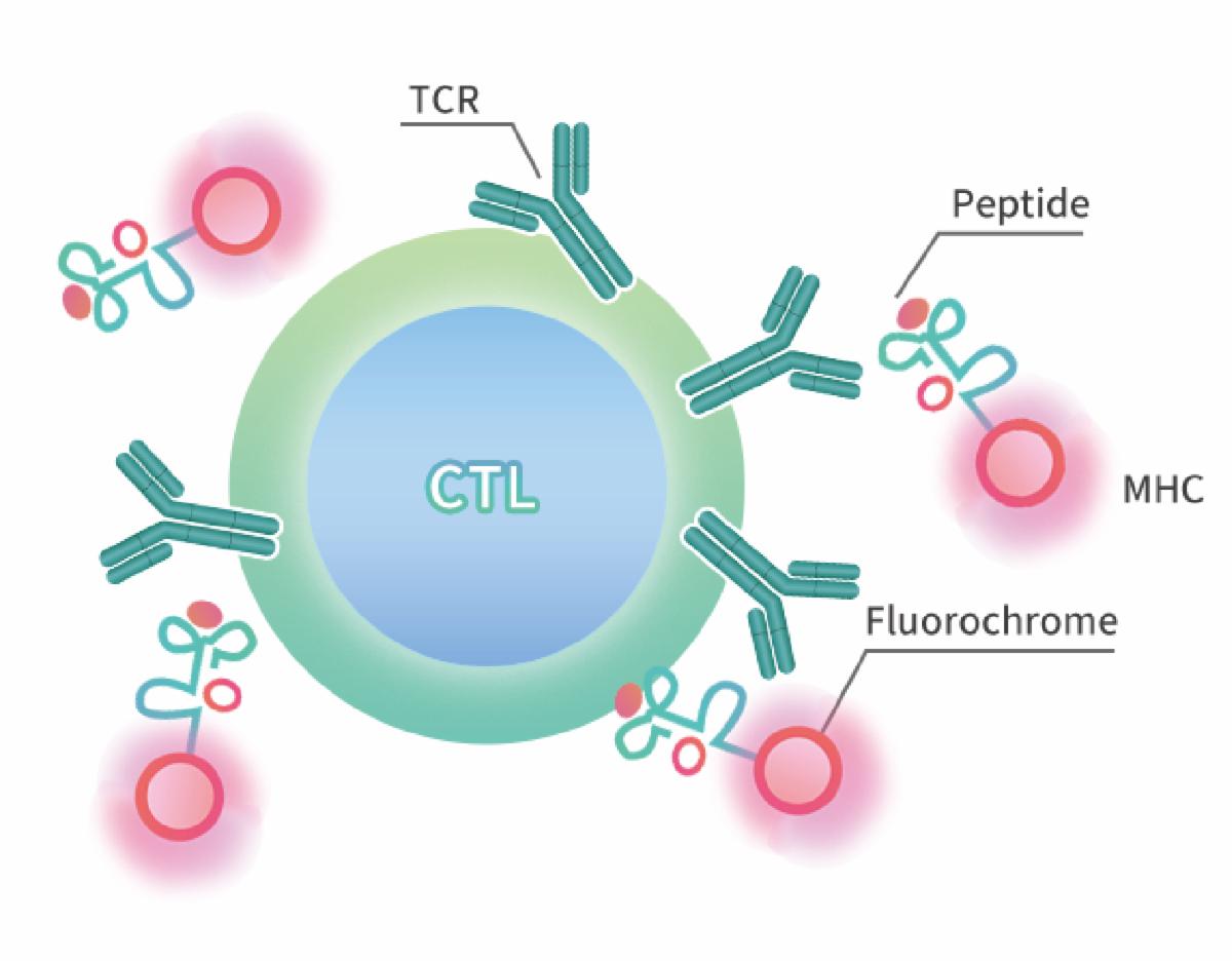 Mhc Tetramers For Rapid Simple Antigen Specific T Cell Detection